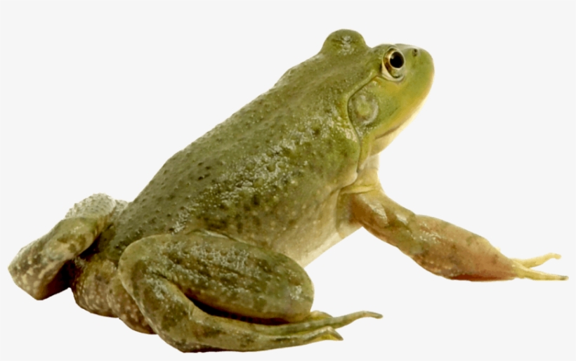 Free Png Frog Png Images Transparent - Frog Examples PNG Image ...
