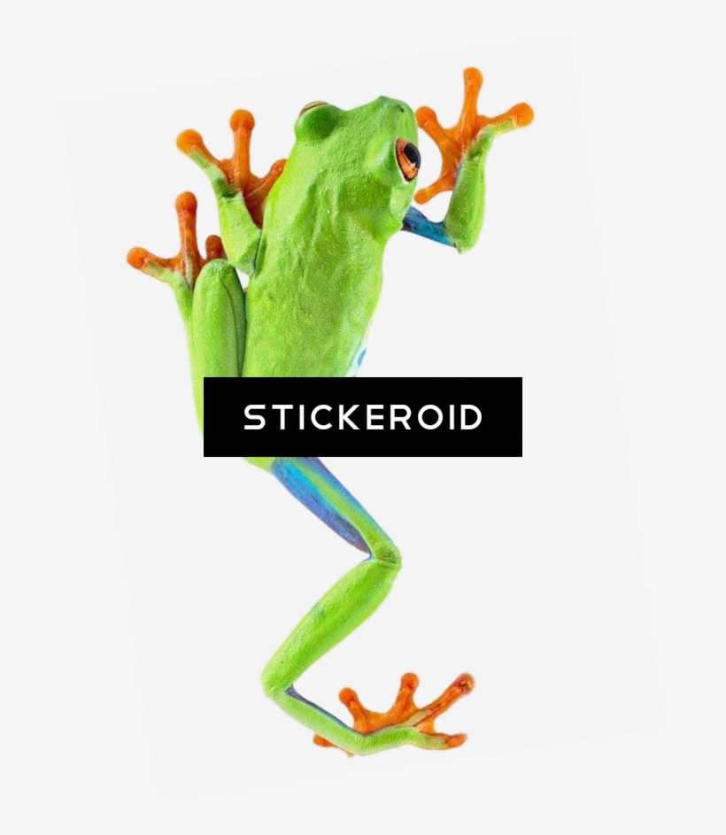 Frog - Red Eyed Tree Frog Transparent PNG Image | Transparent PNG Free ...