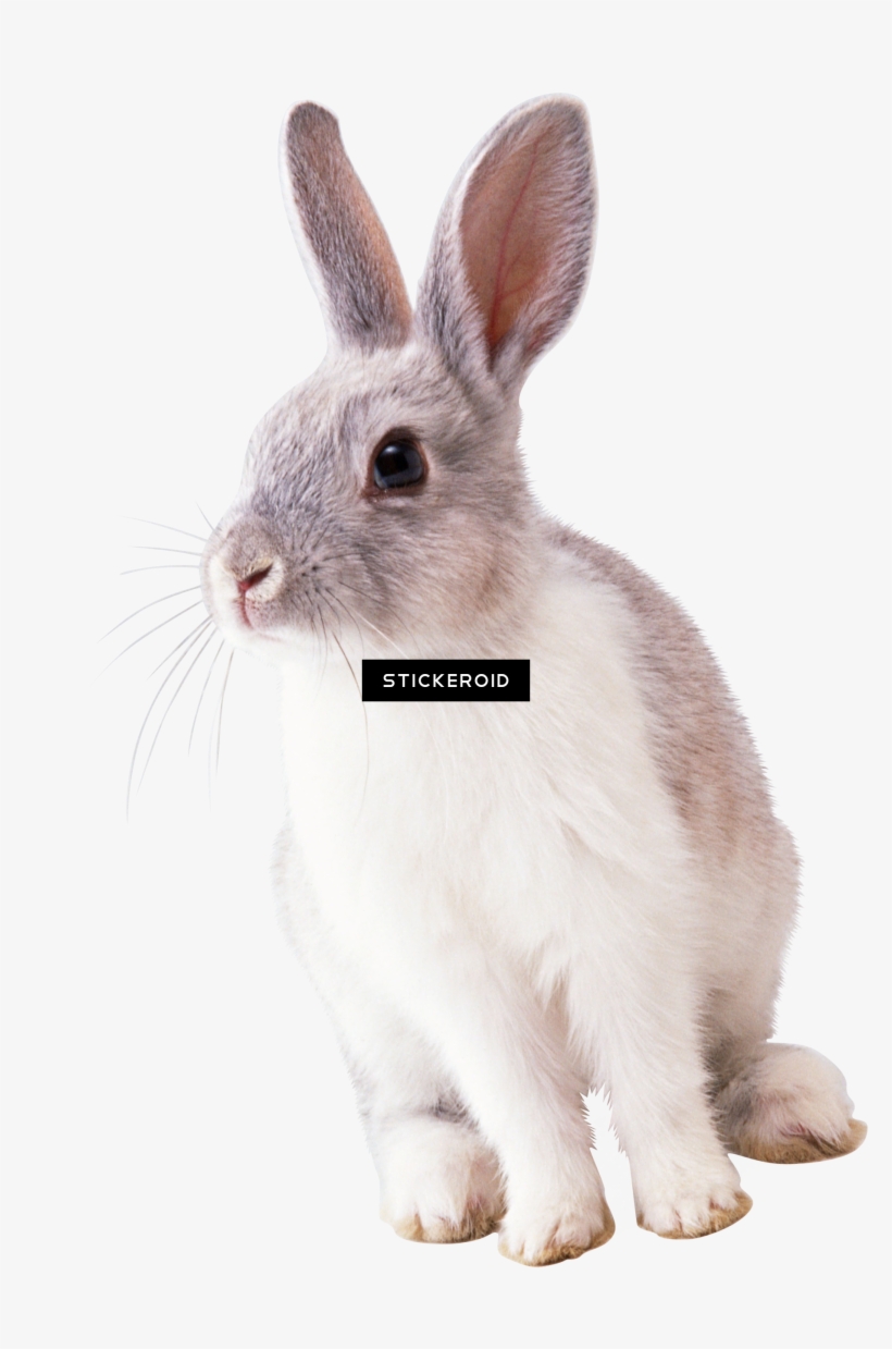 White Rabbit - 'ready For Flight' Graphic Art Print On Canvas East PNG ...