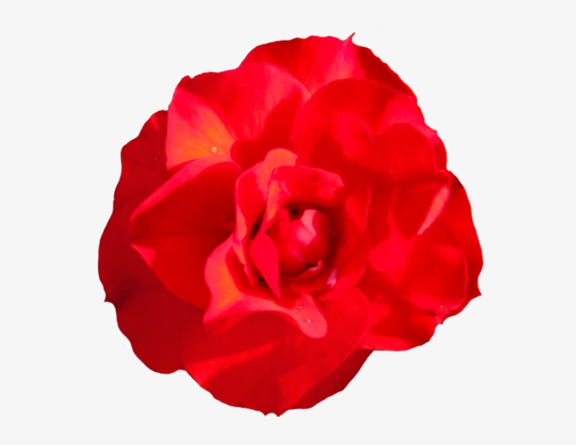 Head Of Singel Red Red Rose - Rose PNG Image | Transparent PNG Free ...