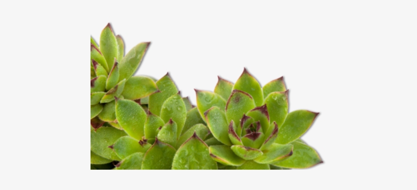 Succulent Png PNG Image | Transparent PNG Free Download on SeekPNG