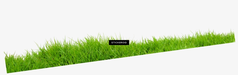 Field - Sweet Grass PNG Image | Transparent PNG Free Download on SeekPNG