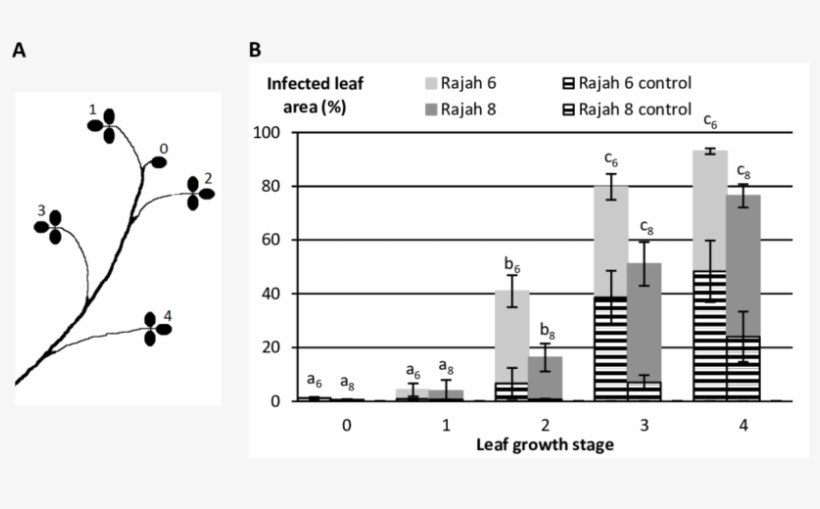 Representation Of Leaf Growth Stages 0 To 4 In Red - Leaf PNG Image ...