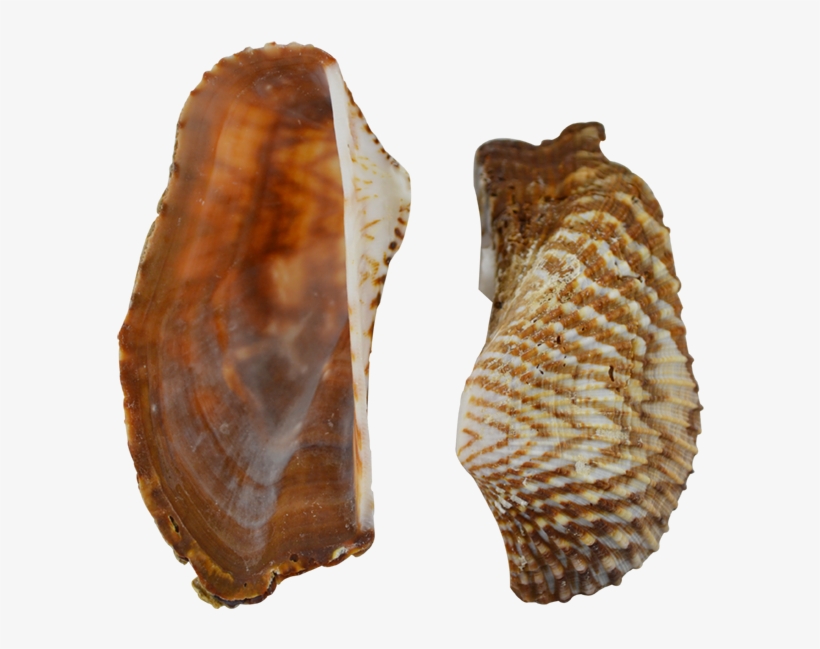 Turkey Wing Shells Seashells 2-2.5" 1 Gallon PNG Image | Transparent ...