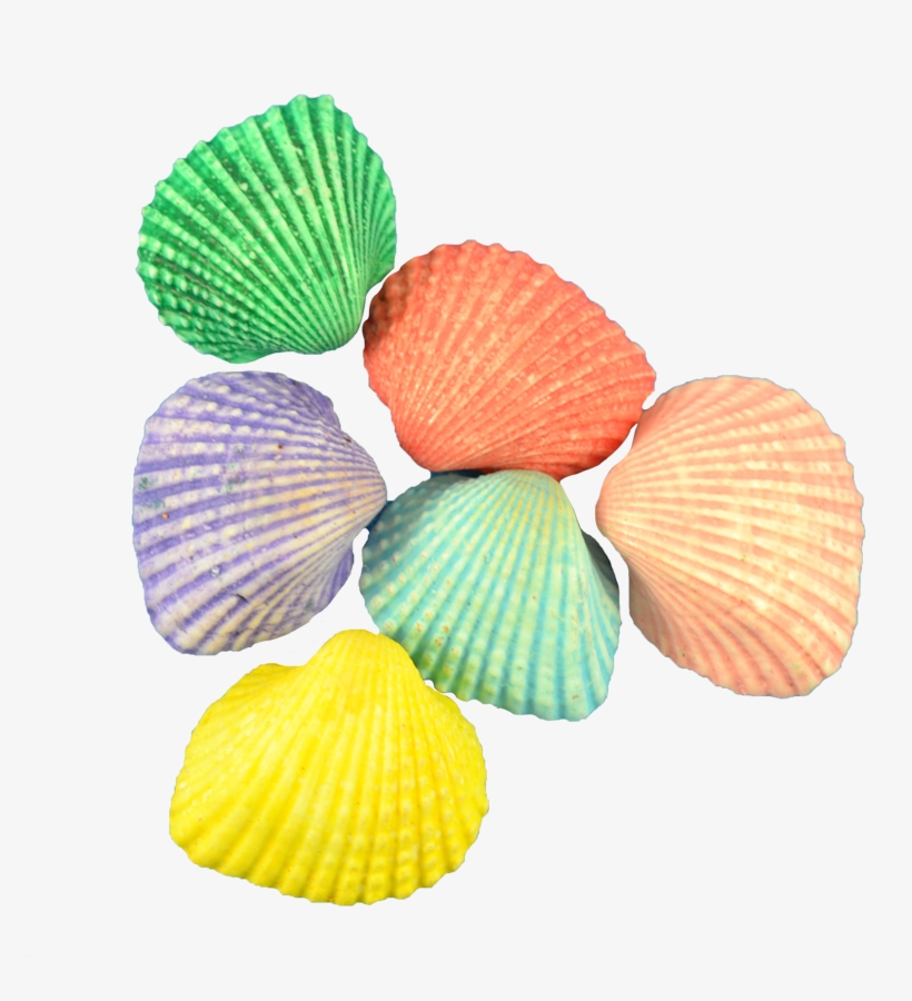 Ark Dyed Shells - Ark Dyed Shells Seashells .75-1.25" 1 Kilo PNG Image ...