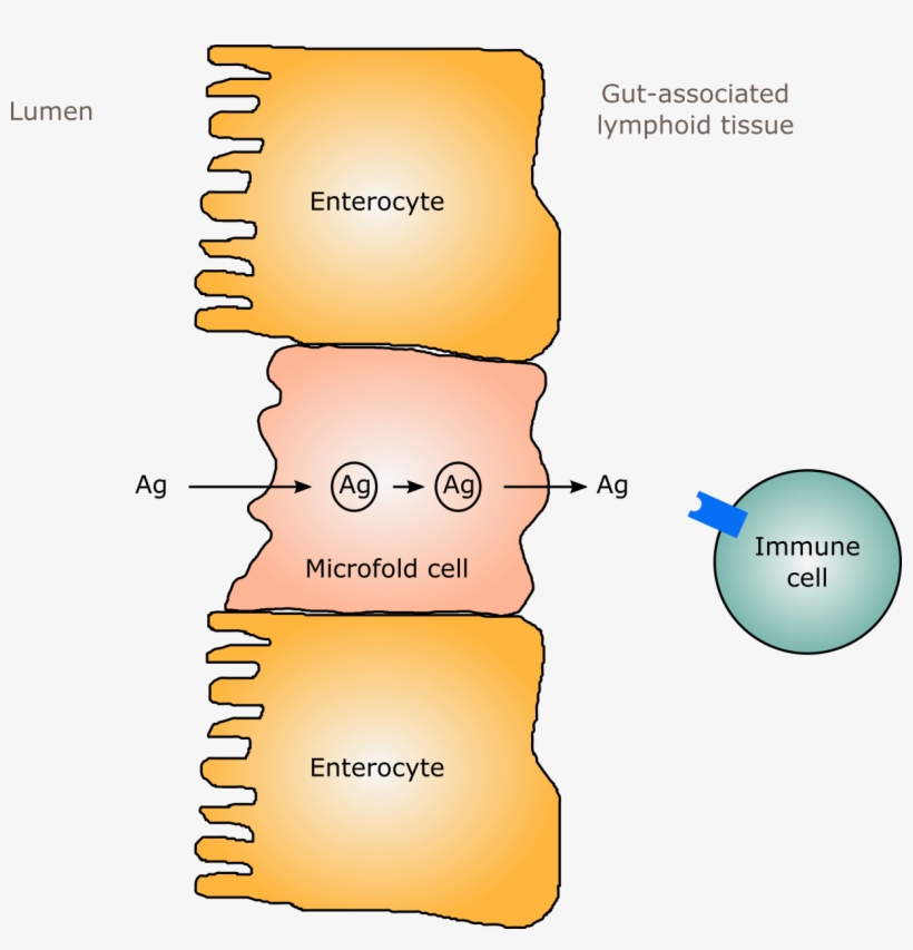 Transvesicular Transport By Microfold Cells - Microfold Cells PNG Image ...