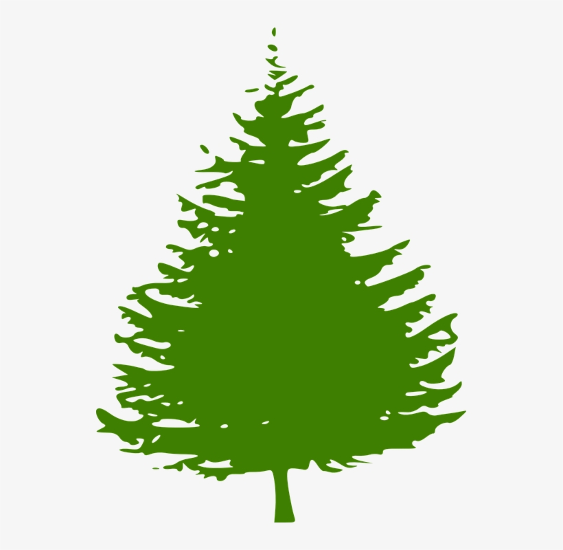 Evergreen Tree Outline