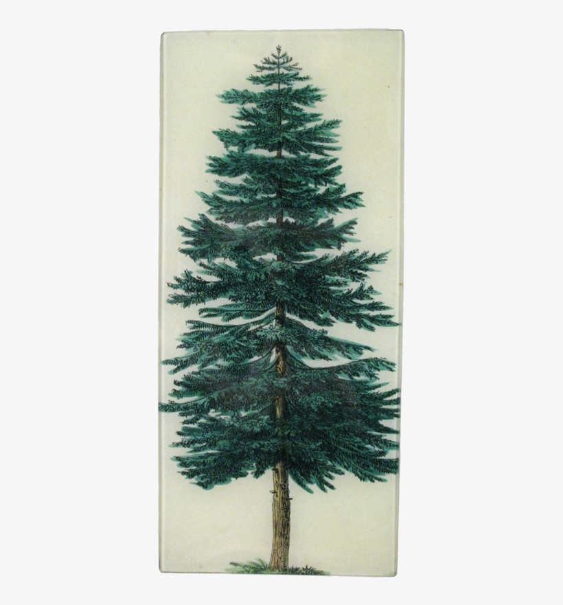Evergreen Trees Drawing