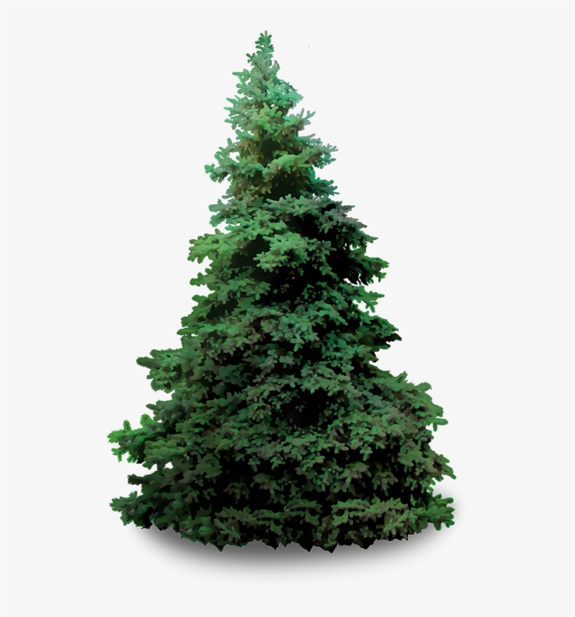 Crop Tree Png - Blue Spruce Png PNG Image | Transparent PNG Free ...