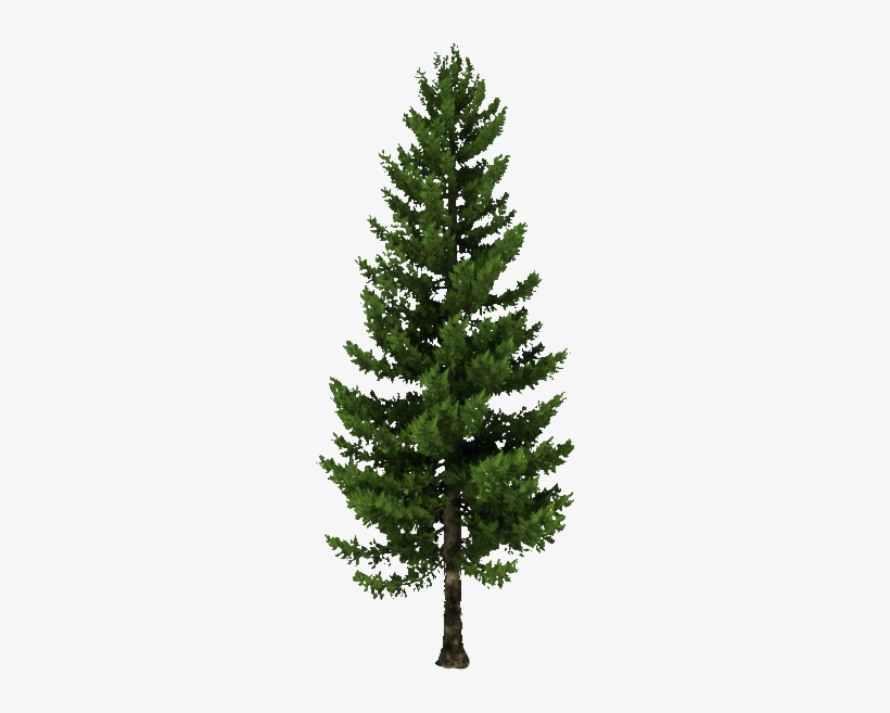 Trees Transparent Coniferous - Pine Tree PNG Image | Transparent PNG ...