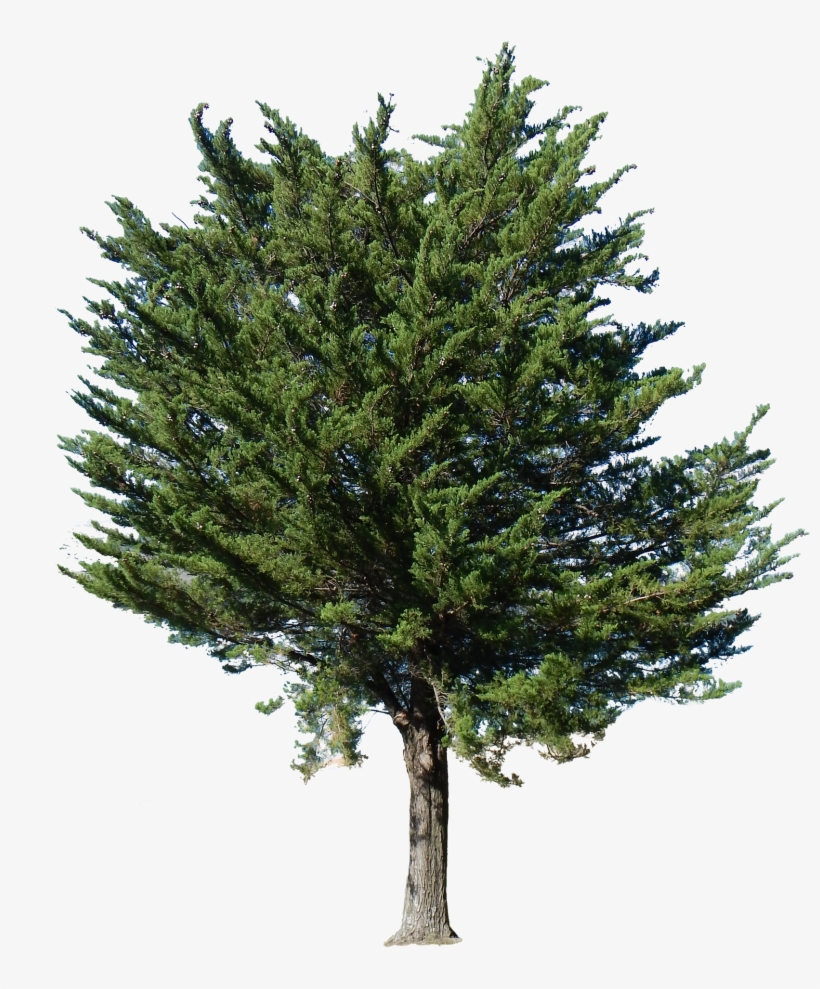 Download Source - - Tree Transparent | Transparent PNG Download | SeekPNG