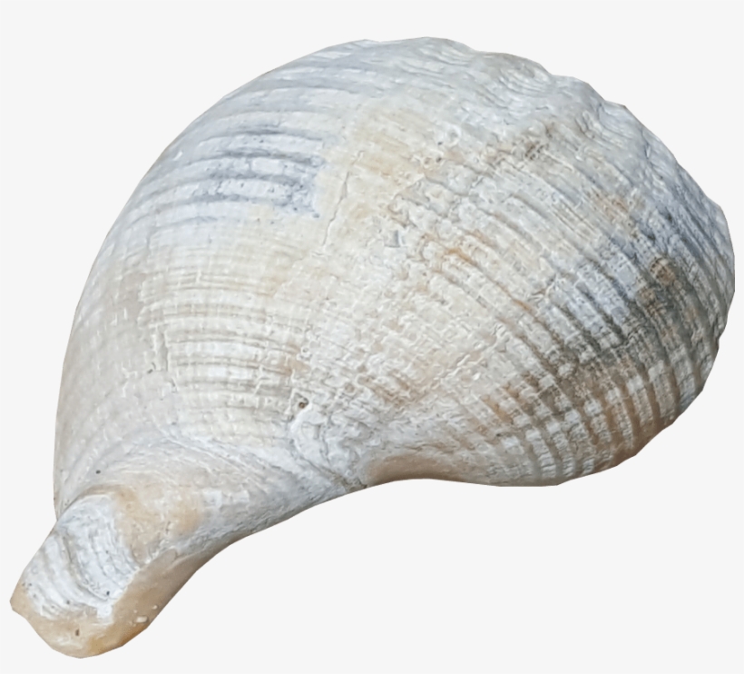 Beach Shell No Background Image - Beach Shell Without Background PNG ...
