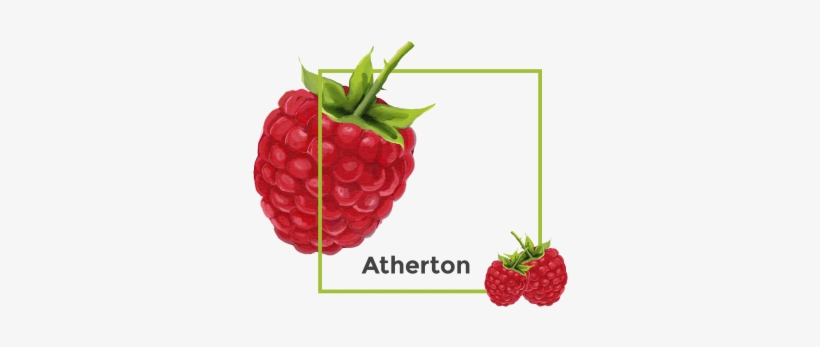 Atherton Raspberry Creative Frame, Atherton, Rasberry, - Psd PNG Image ...