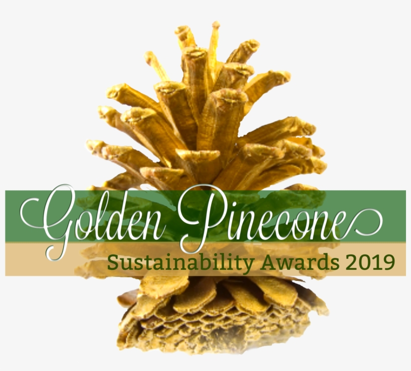 Pinecone 2019 - Social Media PNG Image | Transparent PNG Free Download ...