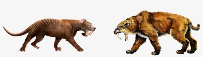Fig - Life Cycle Of A Sabertooth PNG Image | Transparent PNG Free ...