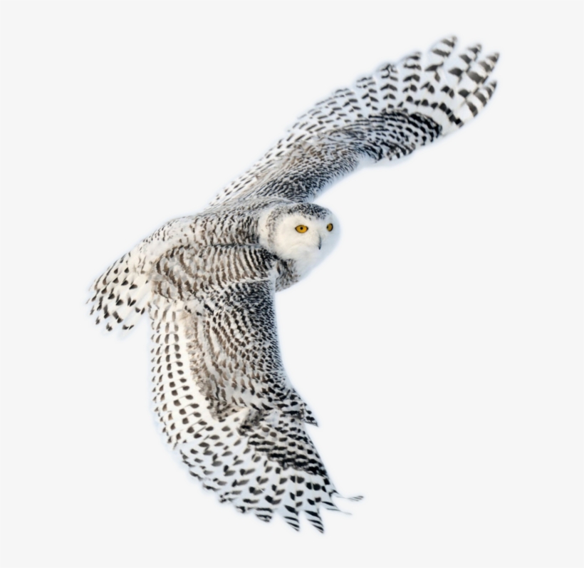 Download Protect - Flying Snowy Owl | Transparent PNG Download | SeekPNG