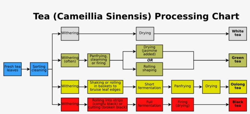 Download Tea Processing Chart - Processing Of Tea Flowchart ...