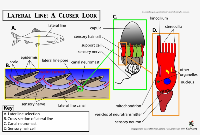 Later Line A Closer Look Koaw Org - Lateral Line Scales In Fish PNG ...