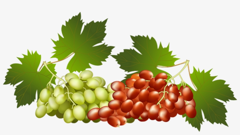 Grapes Vector PNG Image | Transparent PNG Free Download on SeekPNG