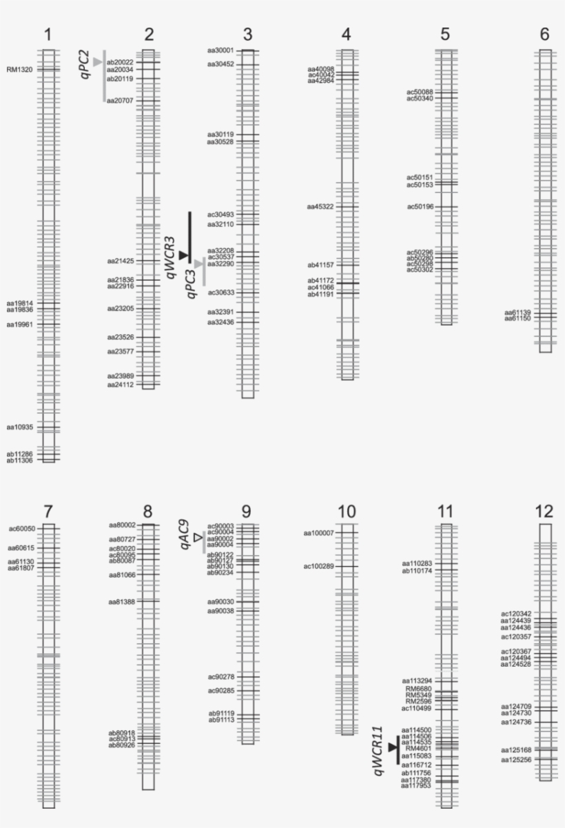 Construction Of A Linkage Map For The Dhl Population - Calligraphy PNG ...