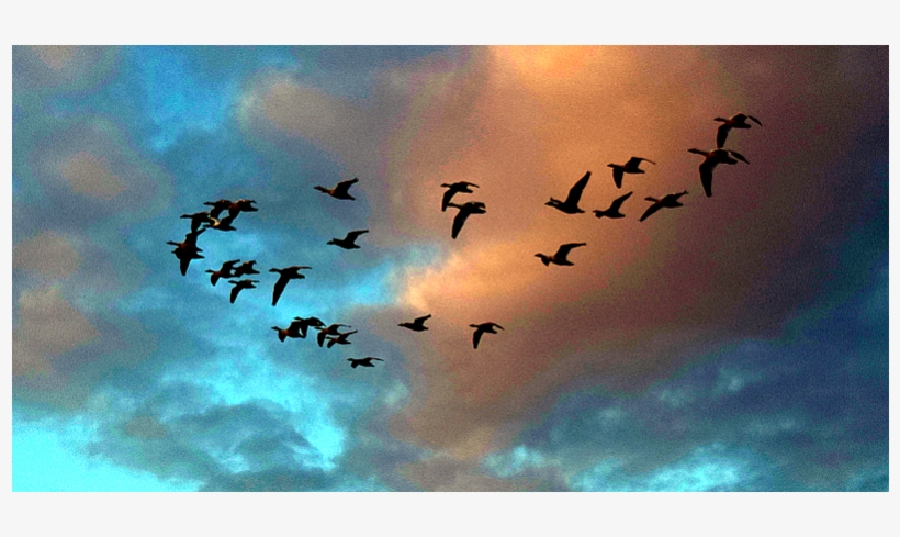 Bird Migration PNG Image | Transparent PNG Free Download on SeekPNG