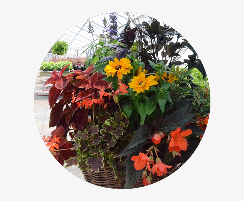 Brantim Country Garden Centre Page 3 Ottawa's Best - African Daisy PNG ...