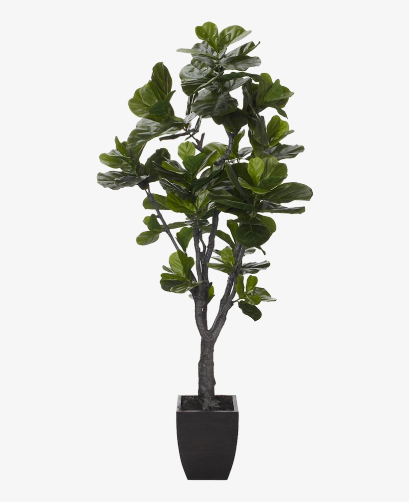 February 27, - Fiddle Leaf Fig Tree Png PNG Image | Transparent PNG ...