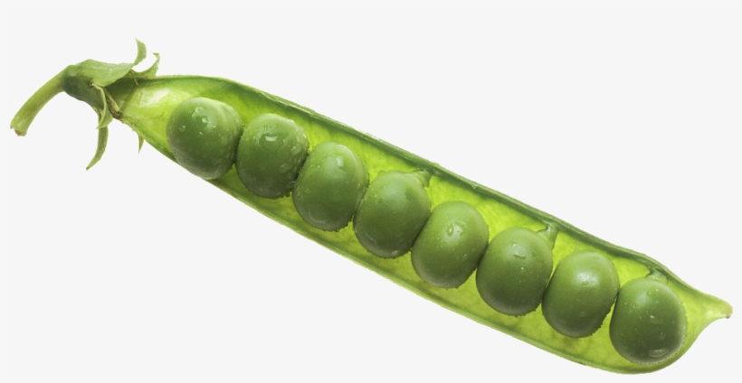 Pea Pod Png PNG Image | Transparent PNG Free Download on SeekPNG