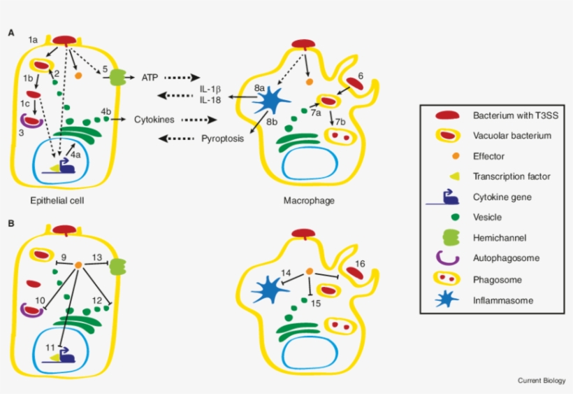 Immune Recognition, Elimination And Bacterial Evasion PNG Image ...