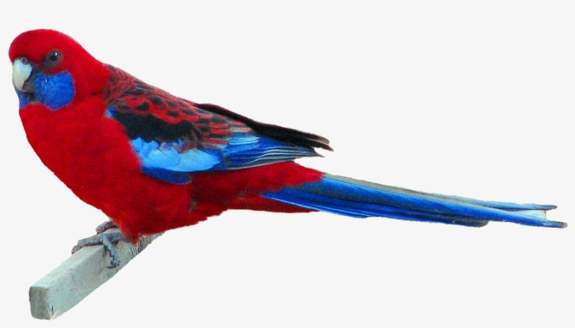 Crimson Rosella Clipart,13 Cm Wide Gif By Puzzled Pics - Crimson ...