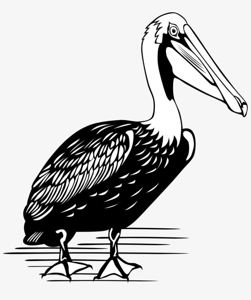 Pelican Svg File PNG Image | Transparent PNG Free Download on SeekPNG