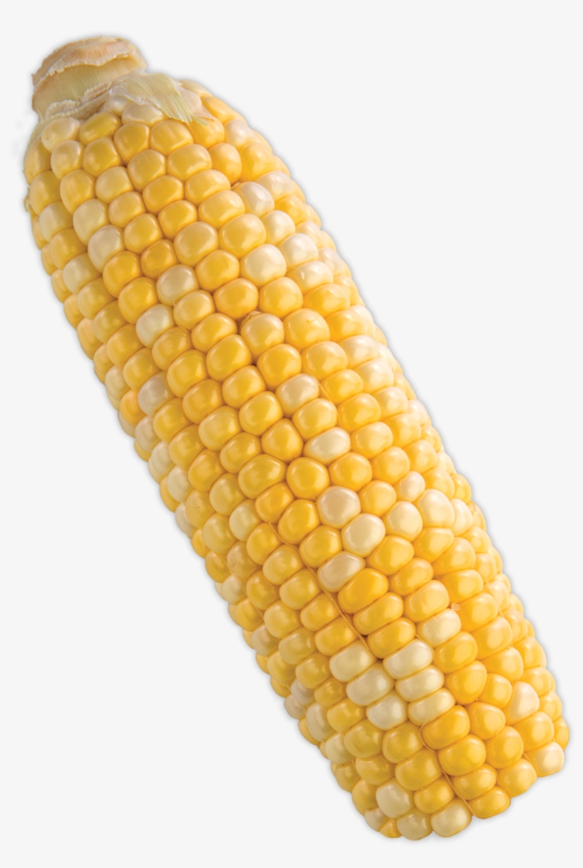 Corn Cob Png PNG Image | Transparent PNG Free Download on SeekPNG