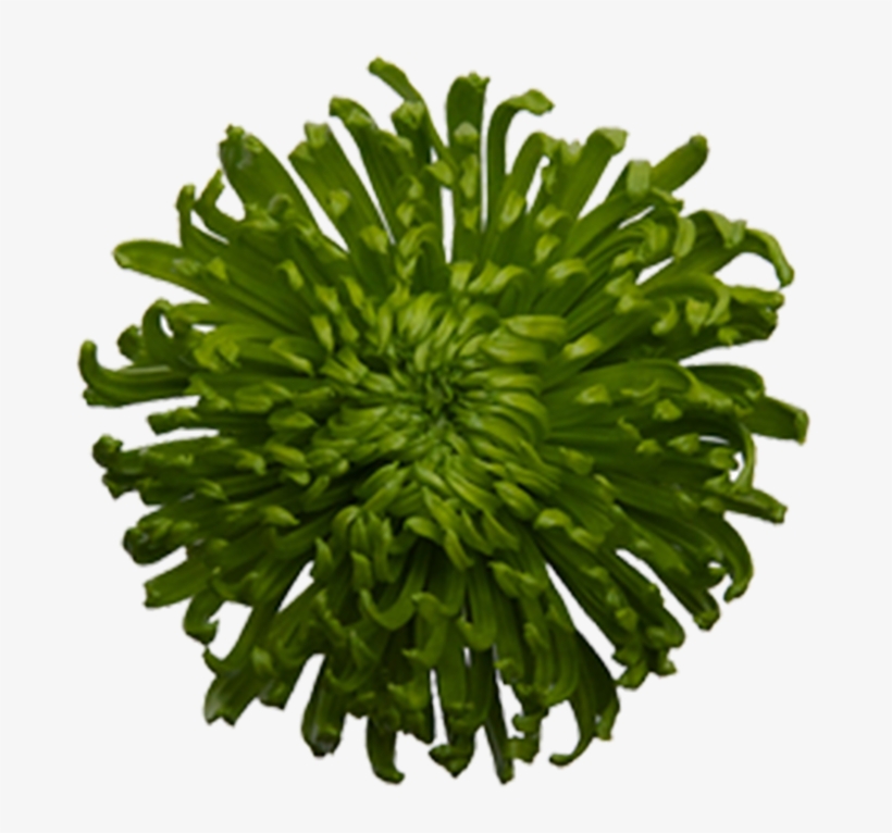 Dark Green Fuji Anastasia Dark Green Fuji Anastasia - Connecticut PNG ...
