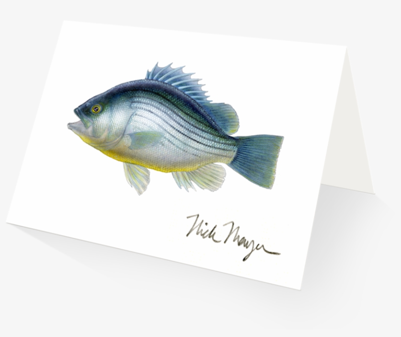 Download Fossil Fish - Perch | Transparent PNG Download | SeekPNG