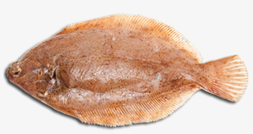 Sole Fish Png PNG Image | Transparent PNG Free Download on SeekPNG