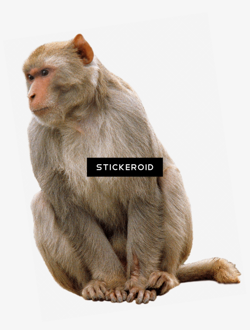 Year Of The Monkey - Cynomolgus Monkey White Background PNG Image ...