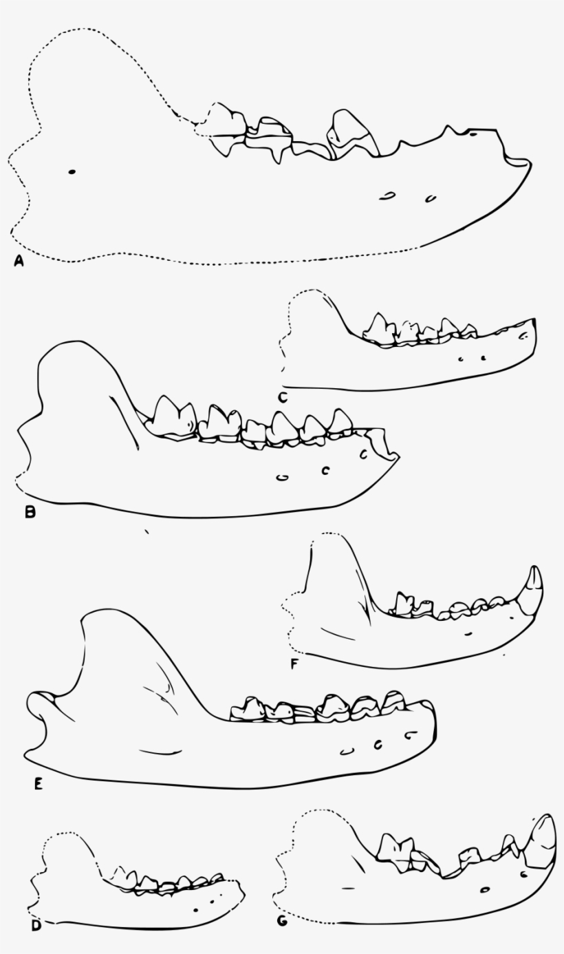 Open - Drawing PNG Image | Transparent PNG Free Download on SeekPNG