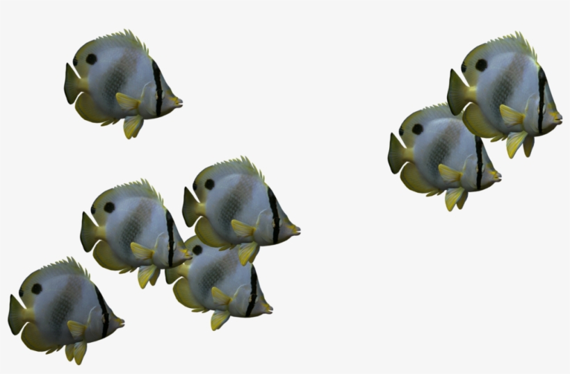 Best Png Clipart - Fish Png PNG Image | Transparent PNG Free Download ...