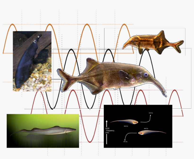 Electric Fishes - Electric Fish PNG Image | Transparent PNG Free ...