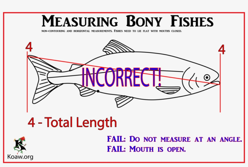 Measuring Fishes Incorrect - Measurement PNG Image | Transparent PNG ...