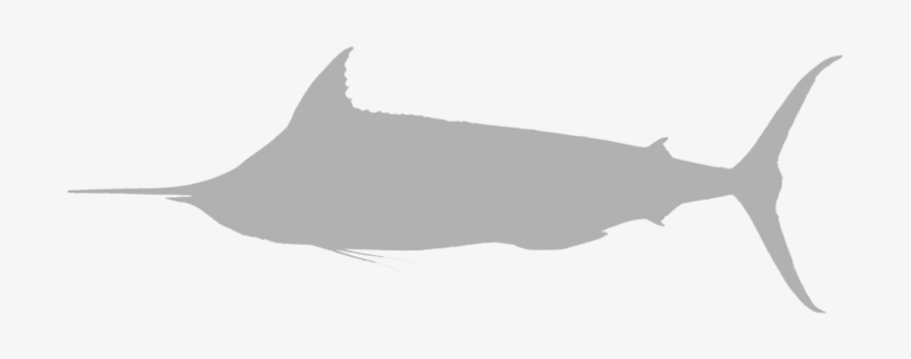 Download Marlin Outline Png | Transparent PNG Download | SeekPNG