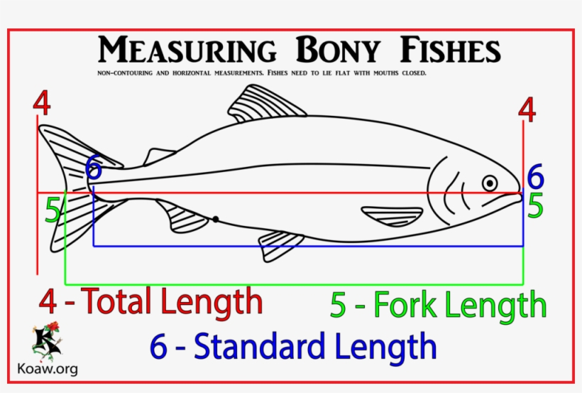 Measuring Bony Fishes Tfs - Bony Fish Standard Length PNG Image ...