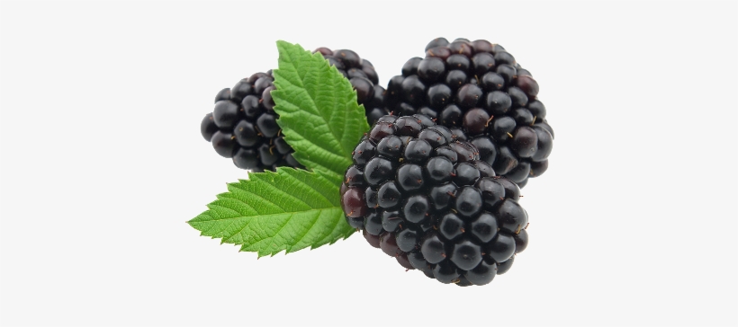 Blackberry Png - Blackberry Fruit Transparent PNG Image | Transparent ...