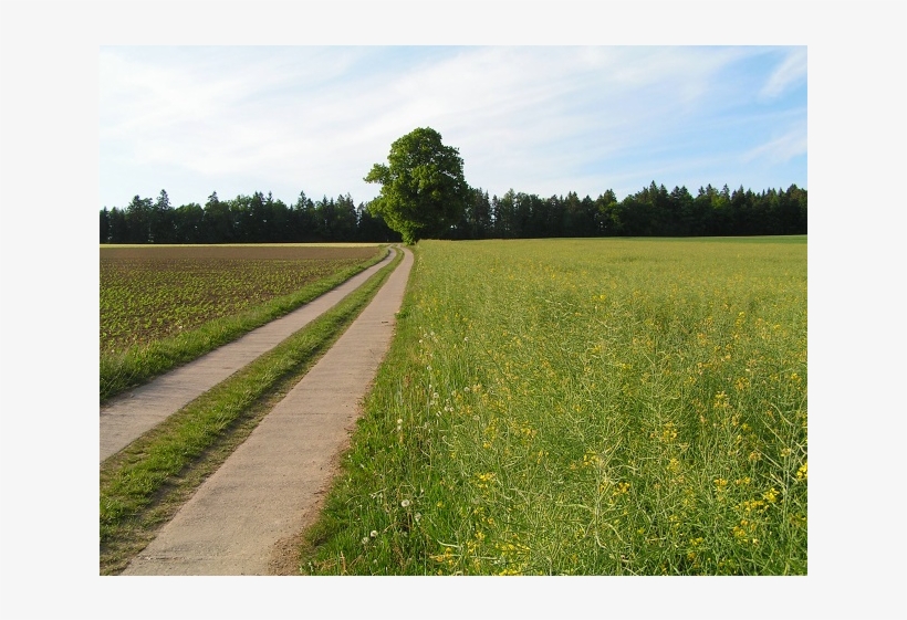 Field PNG Image | Transparent PNG Free Download on SeekPNG