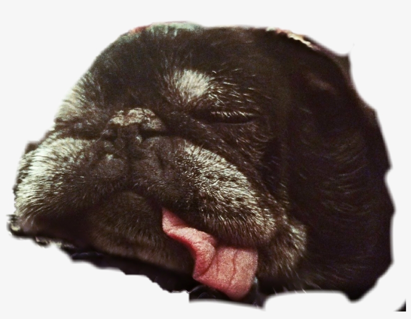 Report Abuse - Pug PNG Image | Transparent PNG Free Download on SeekPNG