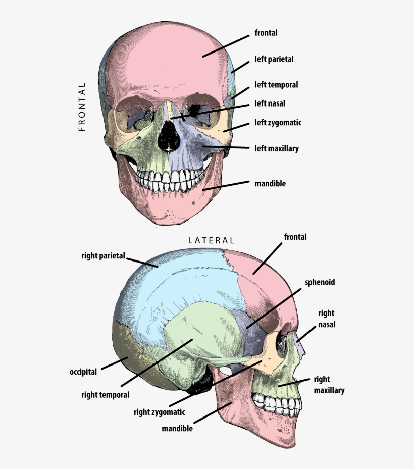 Temporal Bone Petrous