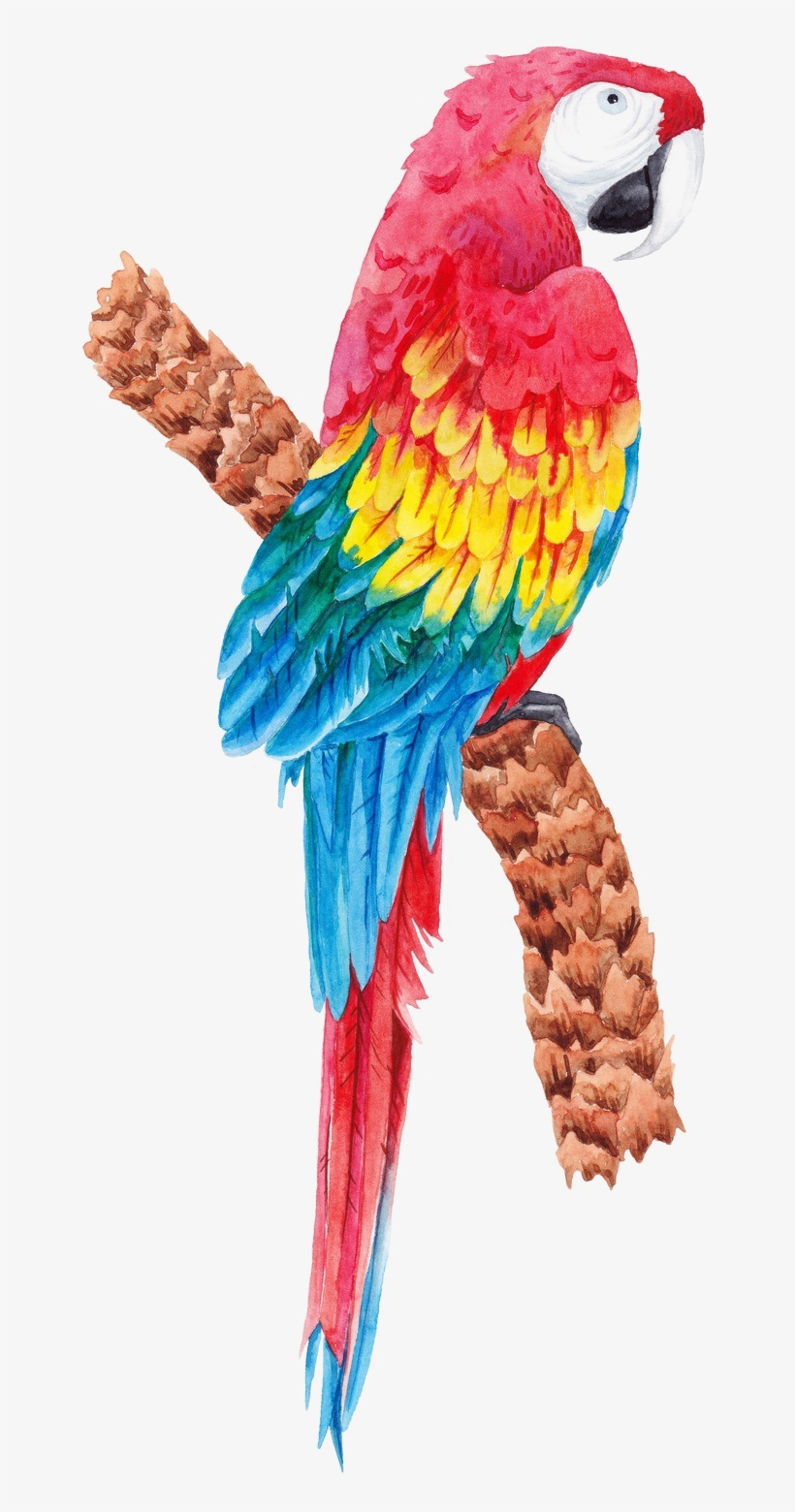 Download Colorful Parrot Png Image Background - Tropical Birds ...