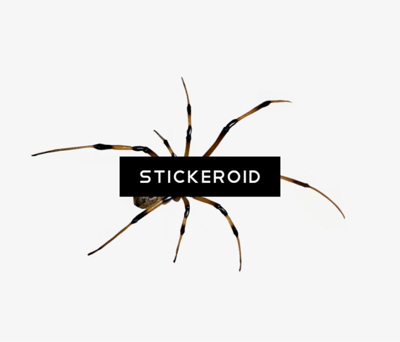 Spider - Insect PNG Image | Transparent PNG Free Download on SeekPNG