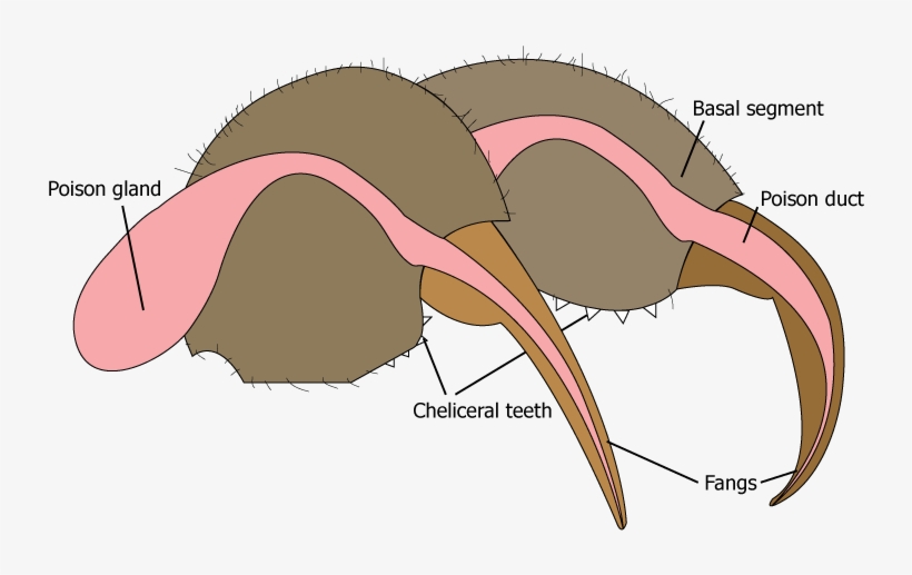 The - Rosy Maple Moth PNG Image | Transparent PNG Free Download on SeekPNG