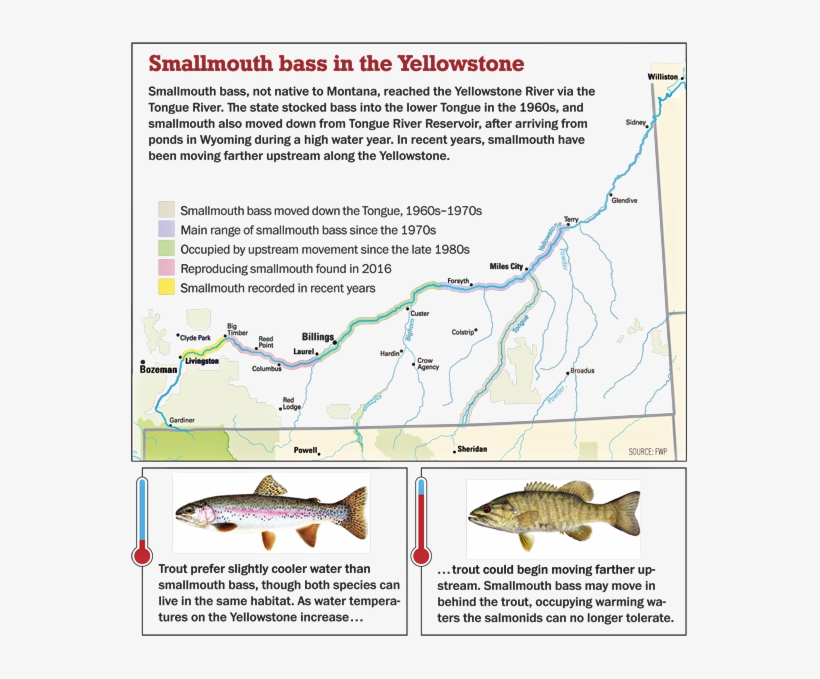 Smallmouth Bass On The Yellowstone River - Movement Of Smallmouth Bass ...